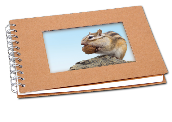 Bewerbungen, Diplomarbeiten, Doktorarbeiten | Baier Digitaldruck GmbH